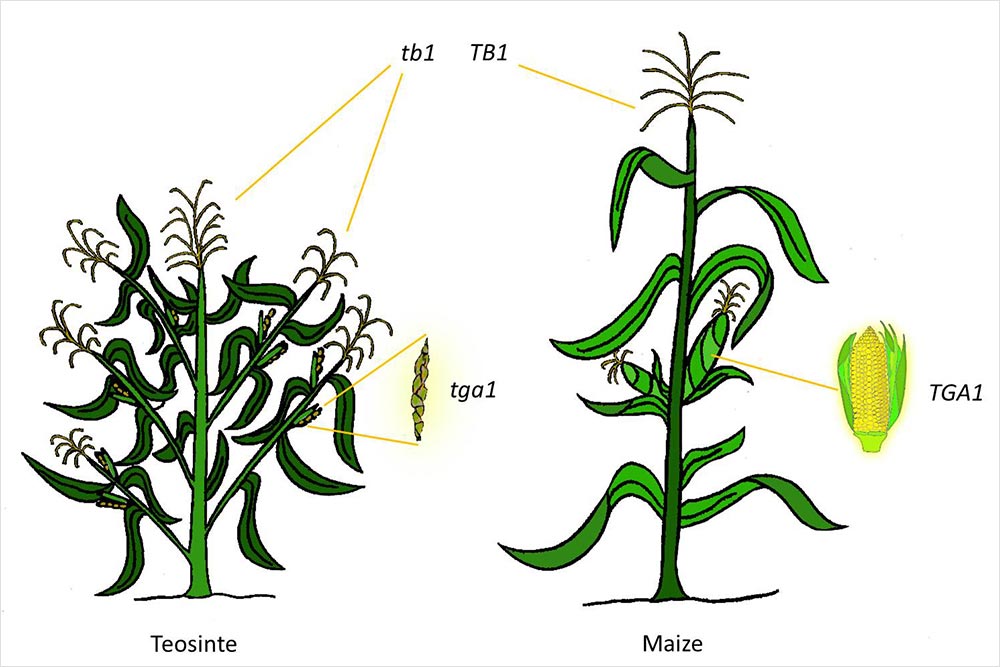 Sticky seeds and selective breeding: The cradle of civilisation | Earlham Institute